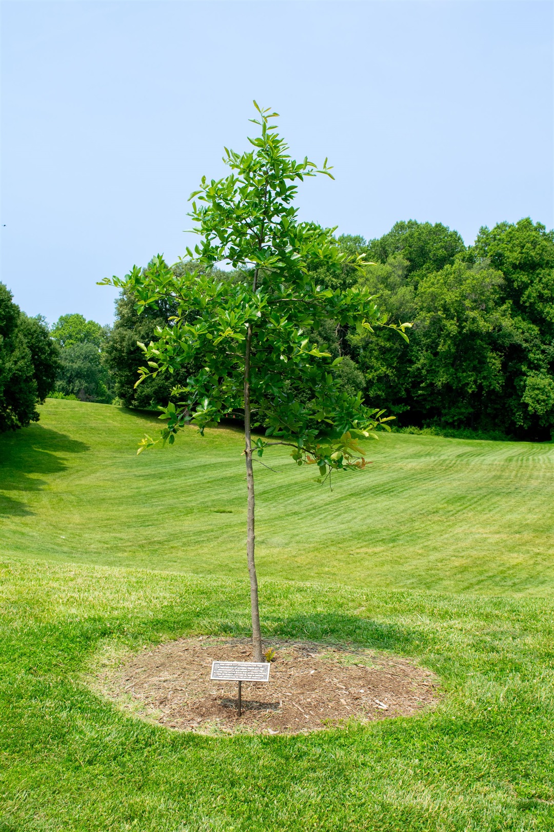 City Tree Planting Program City of Fairfax, VA